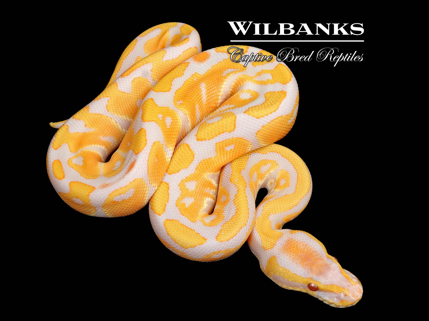 Lavender Albino Ball Python ♀ '25 – Wilbanks Captive Bred Reptiles