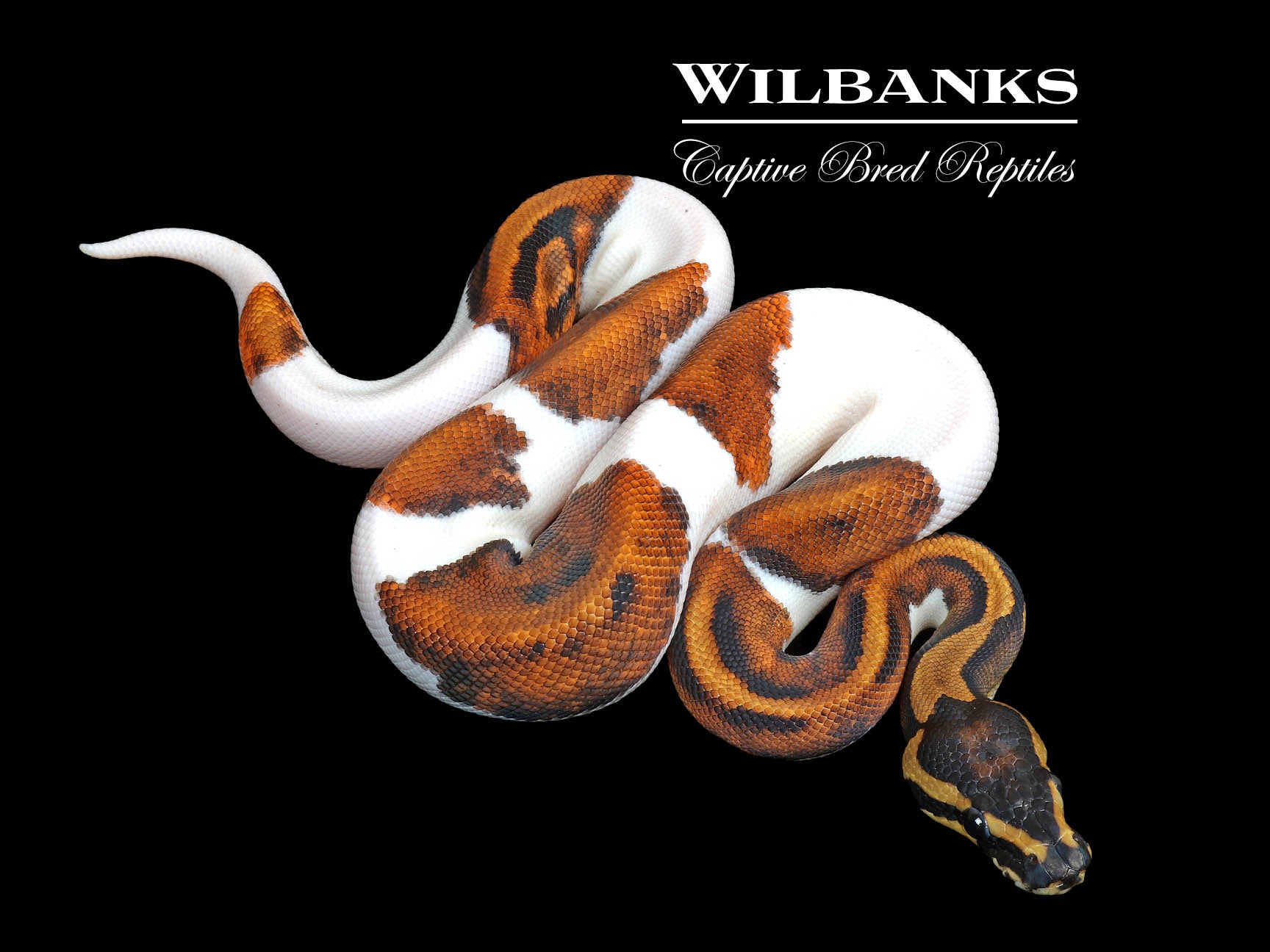 Sugar Pied Ball Python ♂ '25 – Wilbanks Captive Bred Reptiles