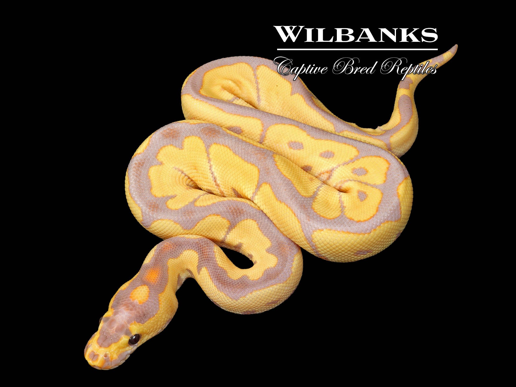 Banana Clown Ball Python ♂ '25 – Wilbanks Captive Bred Reptiles