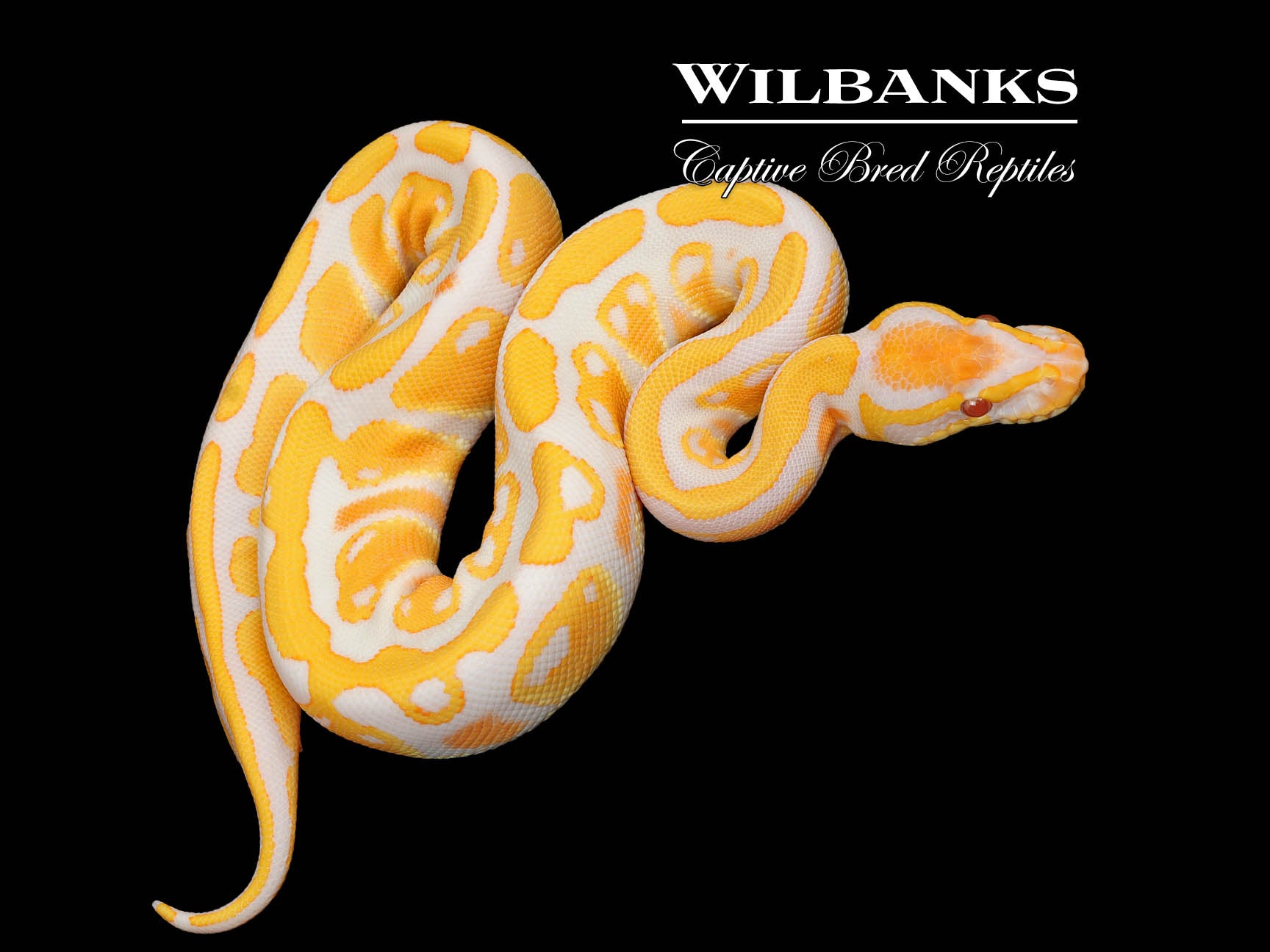 Lavender Albino Ball Python ♀ '25 – Wilbanks Captive Bred Reptiles