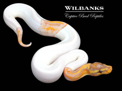 Ball Pythons For Sale - Wilbanks Reptiles – Wilbanks Captive Bred Reptiles