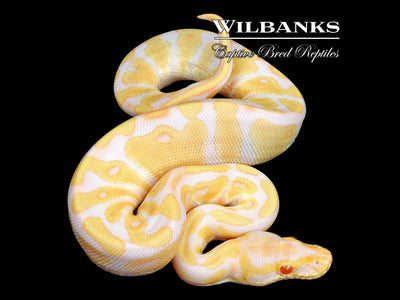 Albino Ball Pythons for Sale – Wilbanks Captive Bred Reptiles