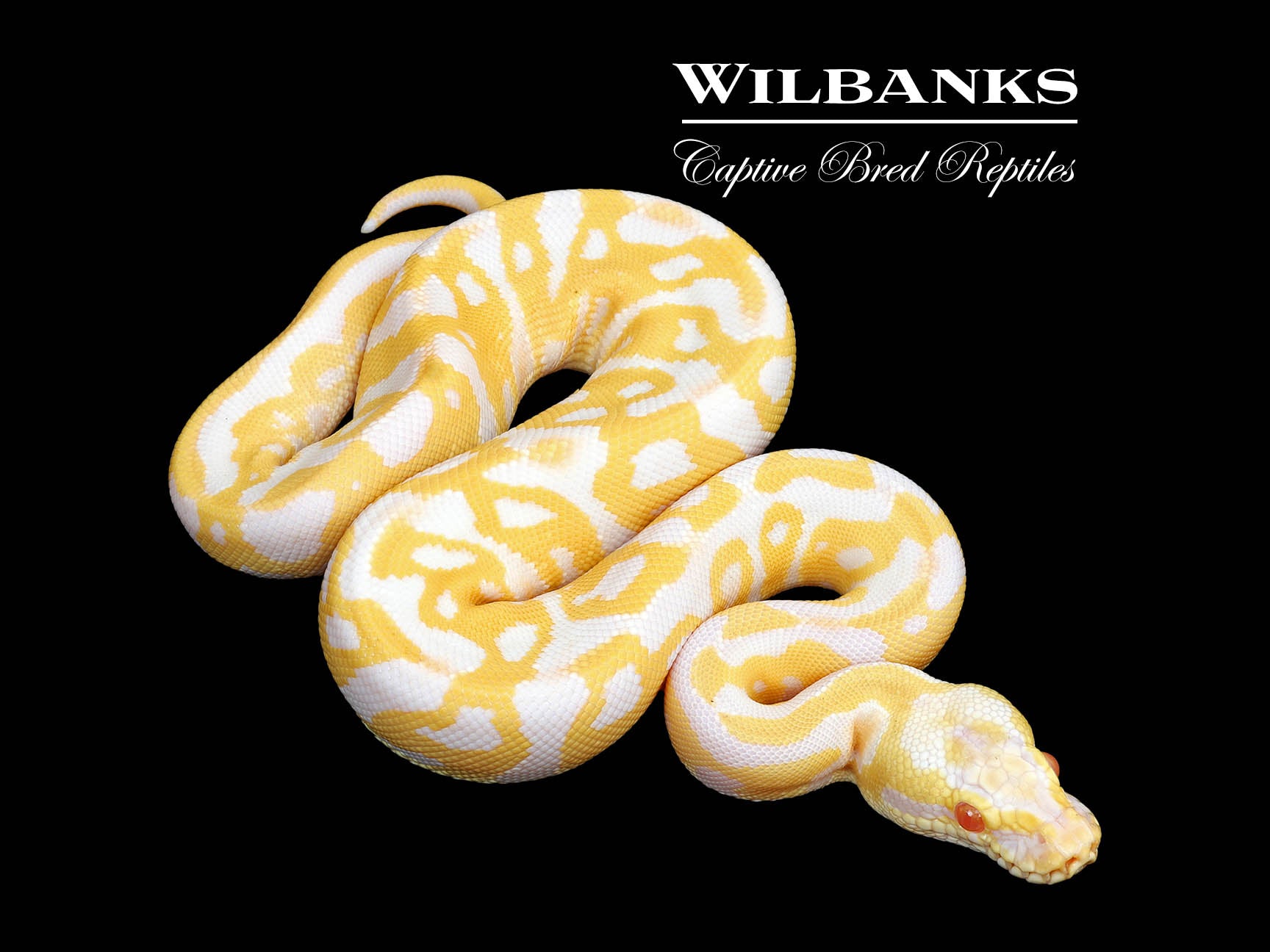 Albino Pastel Leopard Ball Python ♀ '25 – Wilbanks Captive Bred Reptiles