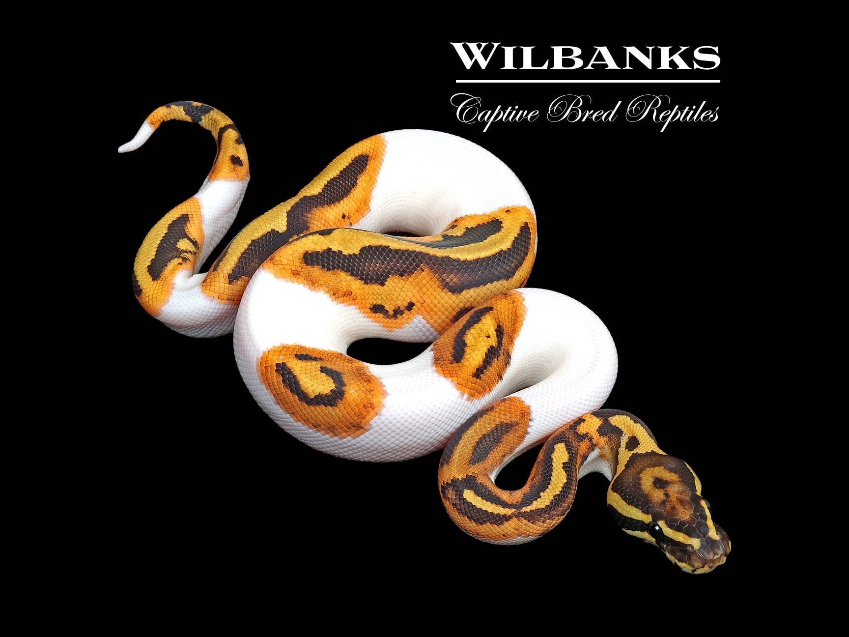 Fire Pied Ball Python ♂ '25 – Wilbanks Captive Bred Reptiles
