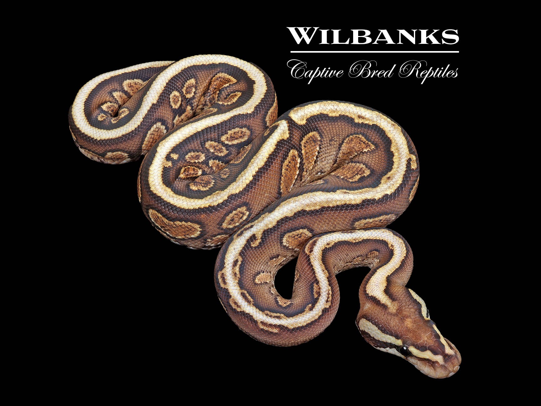 GHI Spotnose Spark Ball Python ♀ '25 – Wilbanks Captive Bred Reptiles