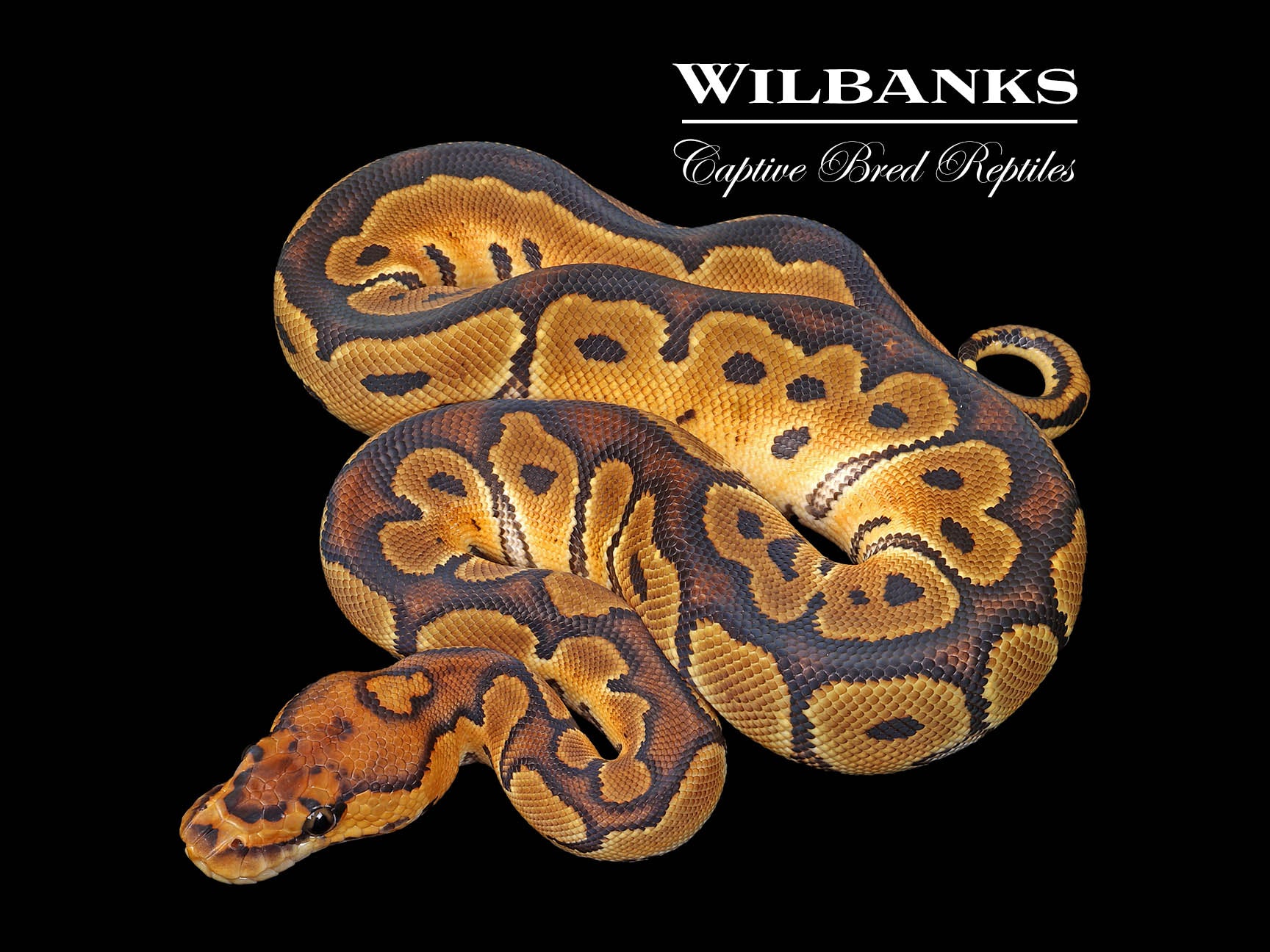 Clown Ball Python ♀ '25 – Wilbanks Captive Bred Reptiles