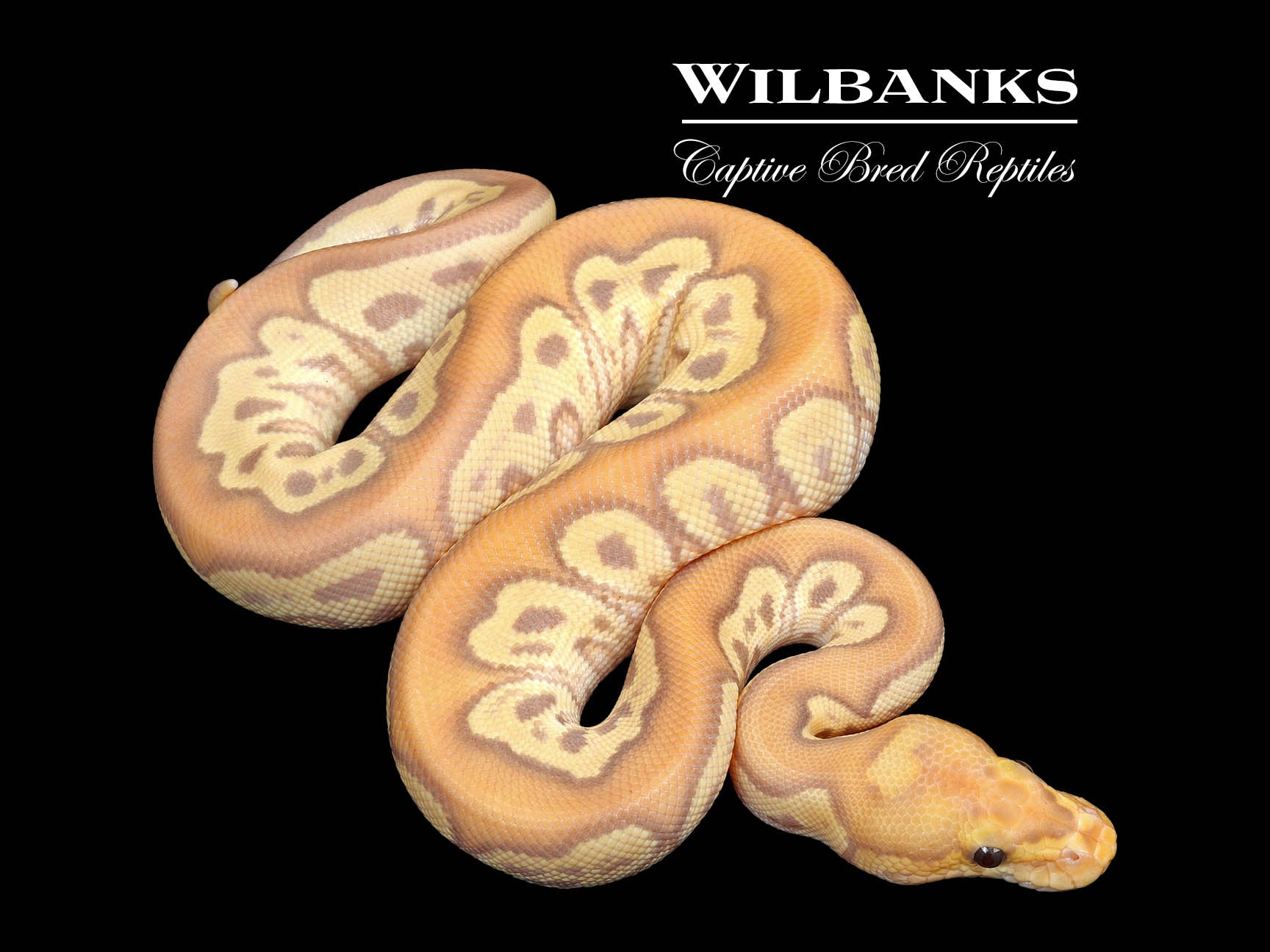 Banana Mojave Clown Ball Python ♂ '25 – Wilbanks Captive Bred Reptiles