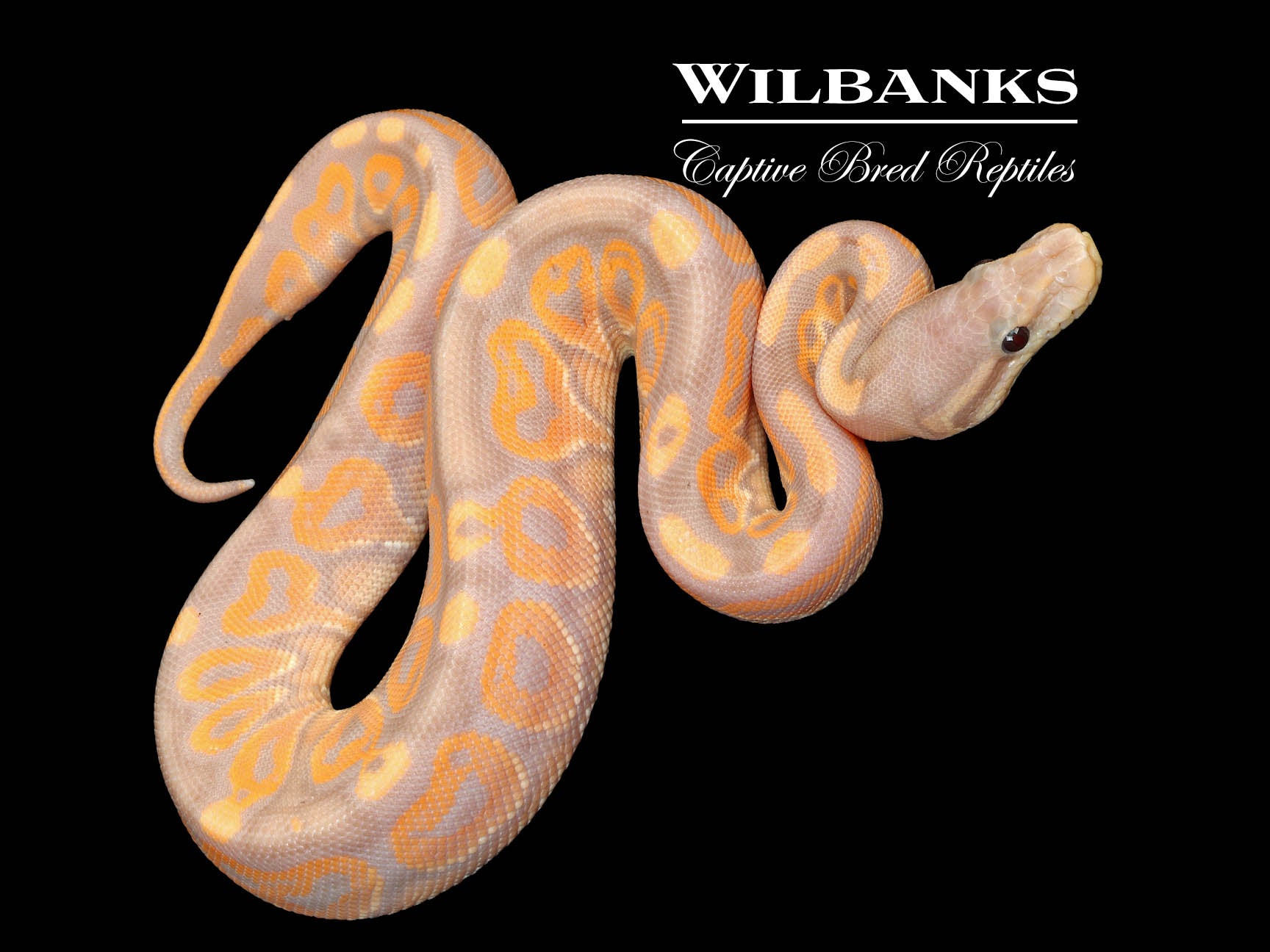 Banana Cinnamon Ball Python ♀ '25 – Wilbanks Captive Bred Reptiles