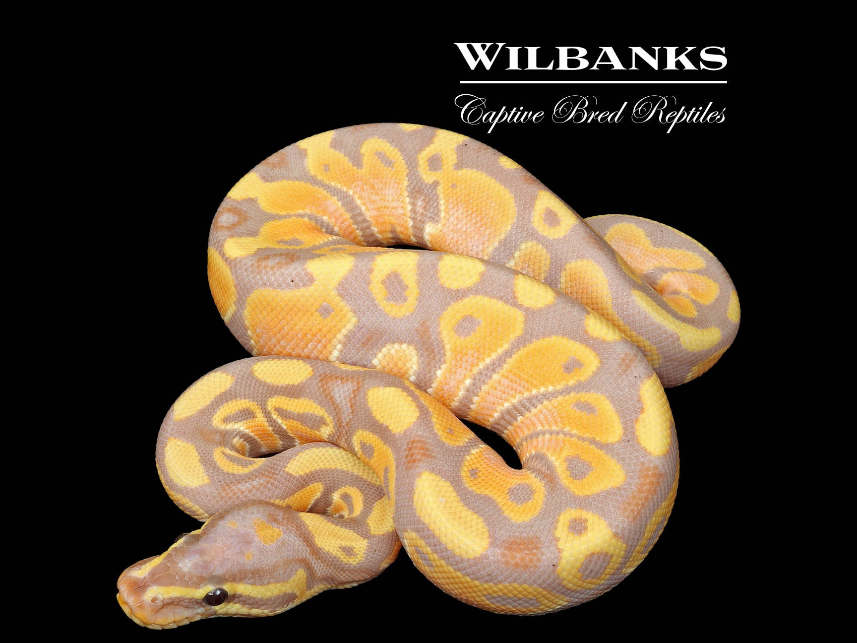 Banana 100% Het. Pied Ball Python ♂ '25 – Wilbanks Captive Bred Reptiles