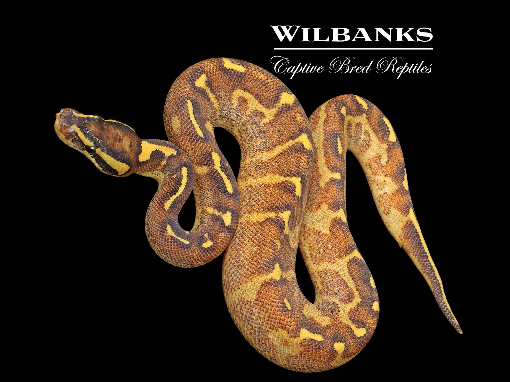 Enchi Freeway (Mardi Gras) Ball Python ♂ '25 – Wilbanks Captive Bred ...