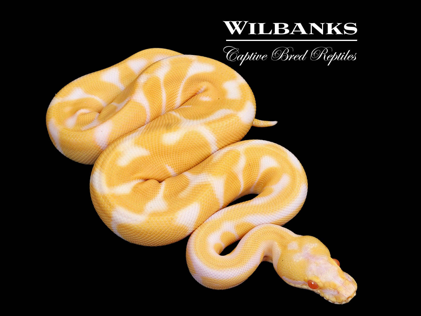 Albino Pastel Enchi Leopard Ball Python ♂ '25 – Wilbanks Captive Bred ...