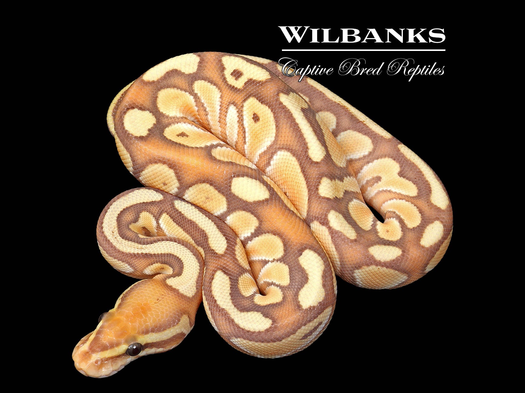 Banana Butter Ball Python ♀ '25 – Wilbanks Captive Bred Reptiles