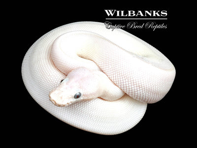 Exotic Blue Eyed Lucy Ball Python for Sale | Wilbanks Reptiles ...