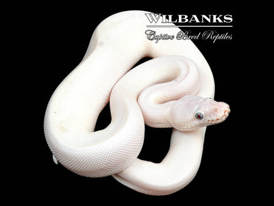 Exotic Blue Eyed Lucy Ball Python for Sale | Wilbanks Reptiles ...