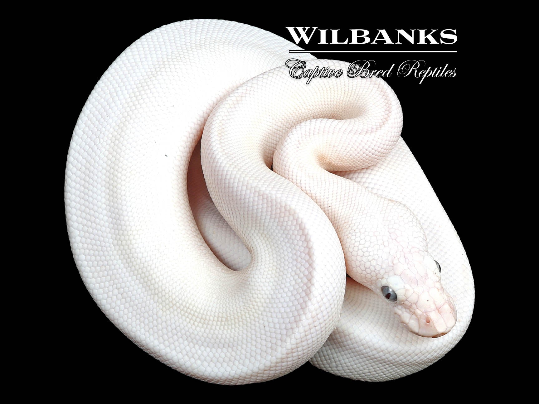 White Diamond Blue Eyed Leucistic (Super Russo) Ball Python ♀ '24 ...