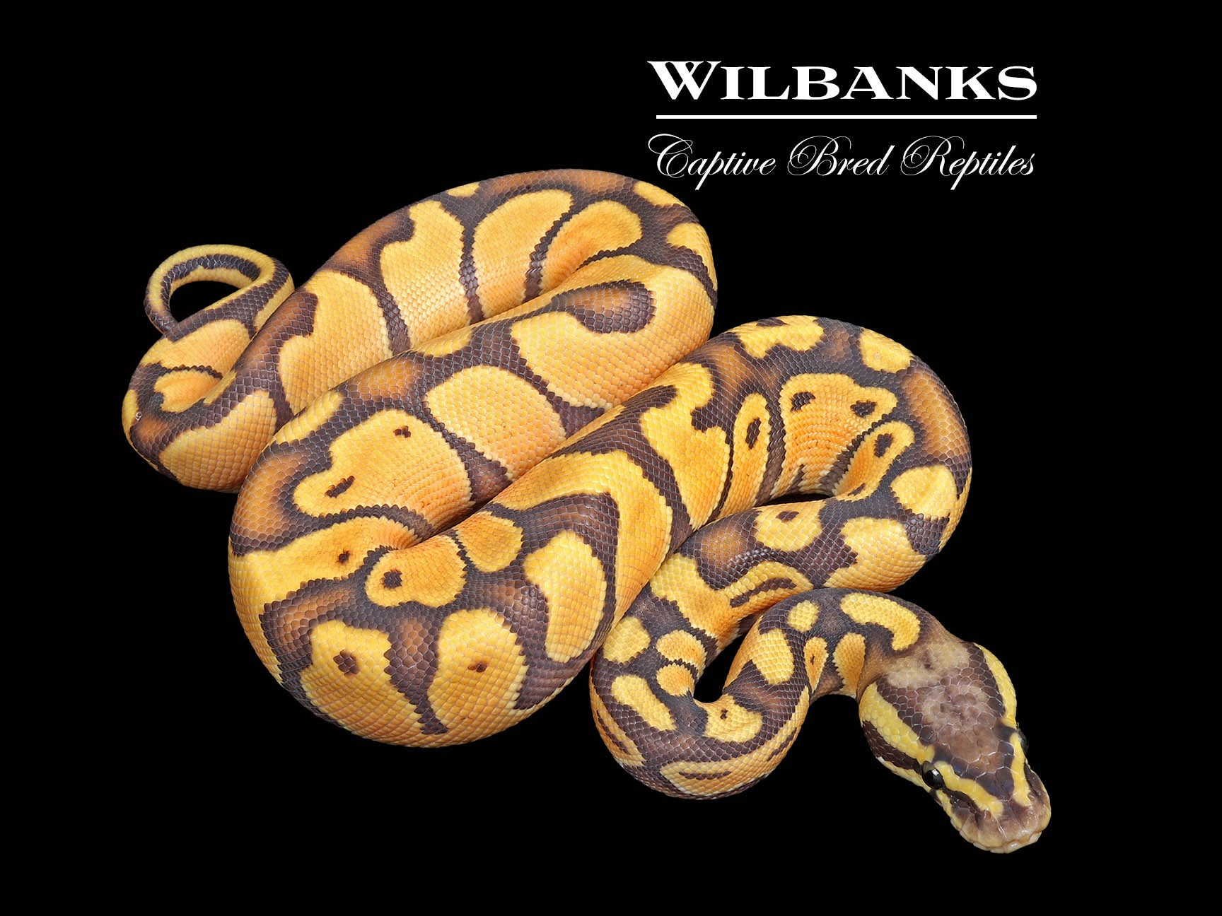 Pastel Enchi Hypo Ball Python ♂ '25 – Wilbanks Captive Bred Reptiles
