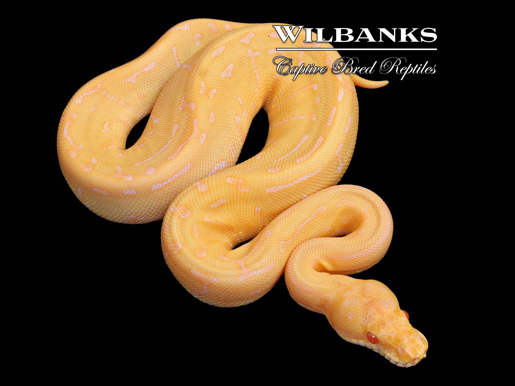Albino Leopard Pinstripe Ball Python ♀ '25 – Wilbanks Captive Bred Reptiles