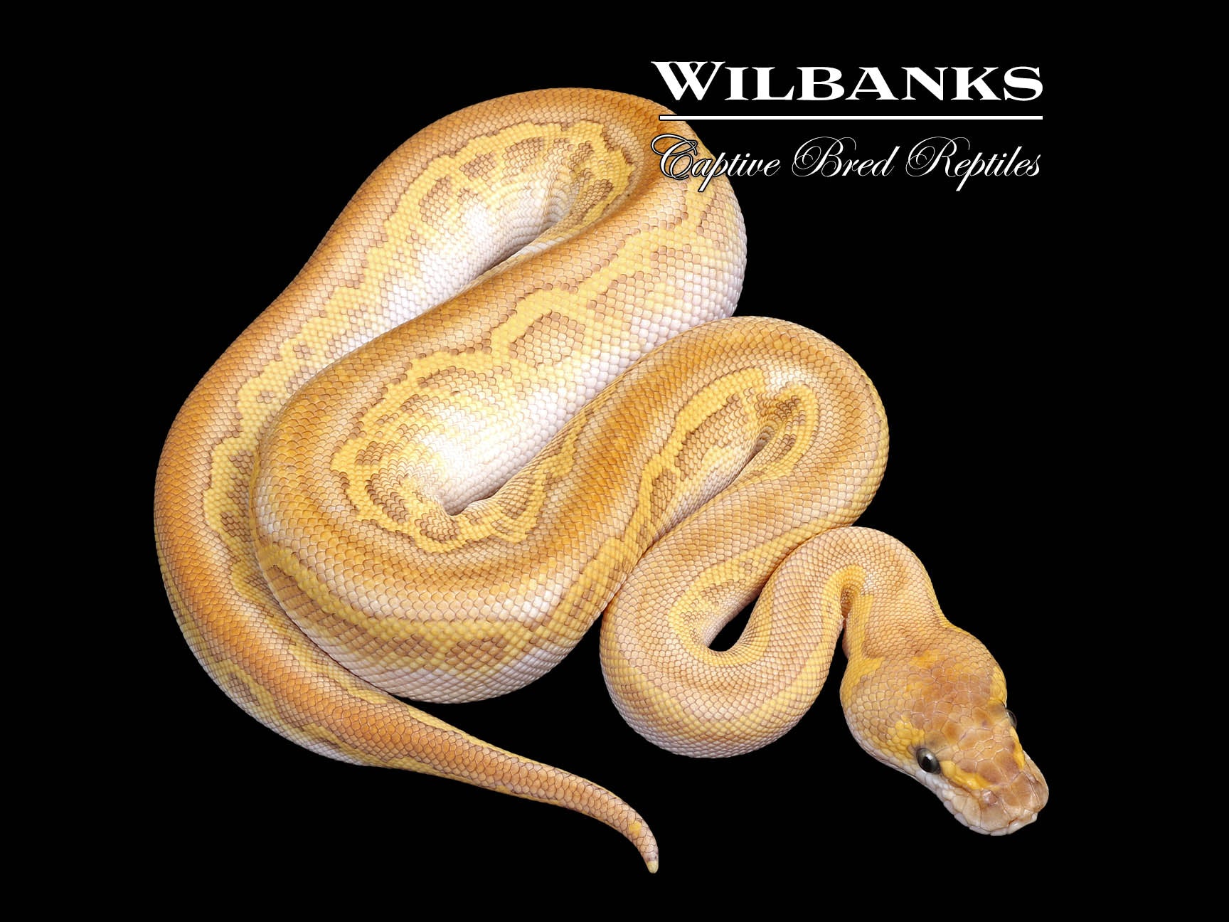 Blackhead Butter Clown Ball Python ♂ '25 – Wilbanks Captive Bred Reptiles