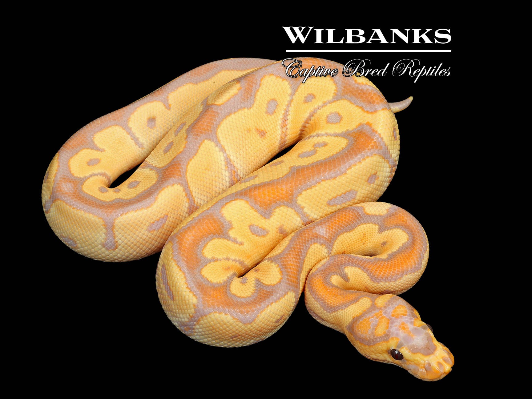 Banana Clown Ball Python ♂ '25 – Wilbanks Captive Bred Reptiles
