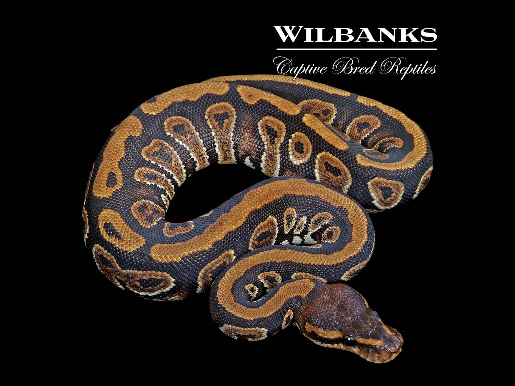 Mahogany 100% Het. Clown Ball Python ♀ '25 – Wilbanks Captive Bred Reptiles