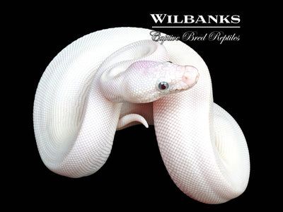 Exotic Blue Eyed Lucy Ball Python for Sale | Wilbanks Reptiles ...