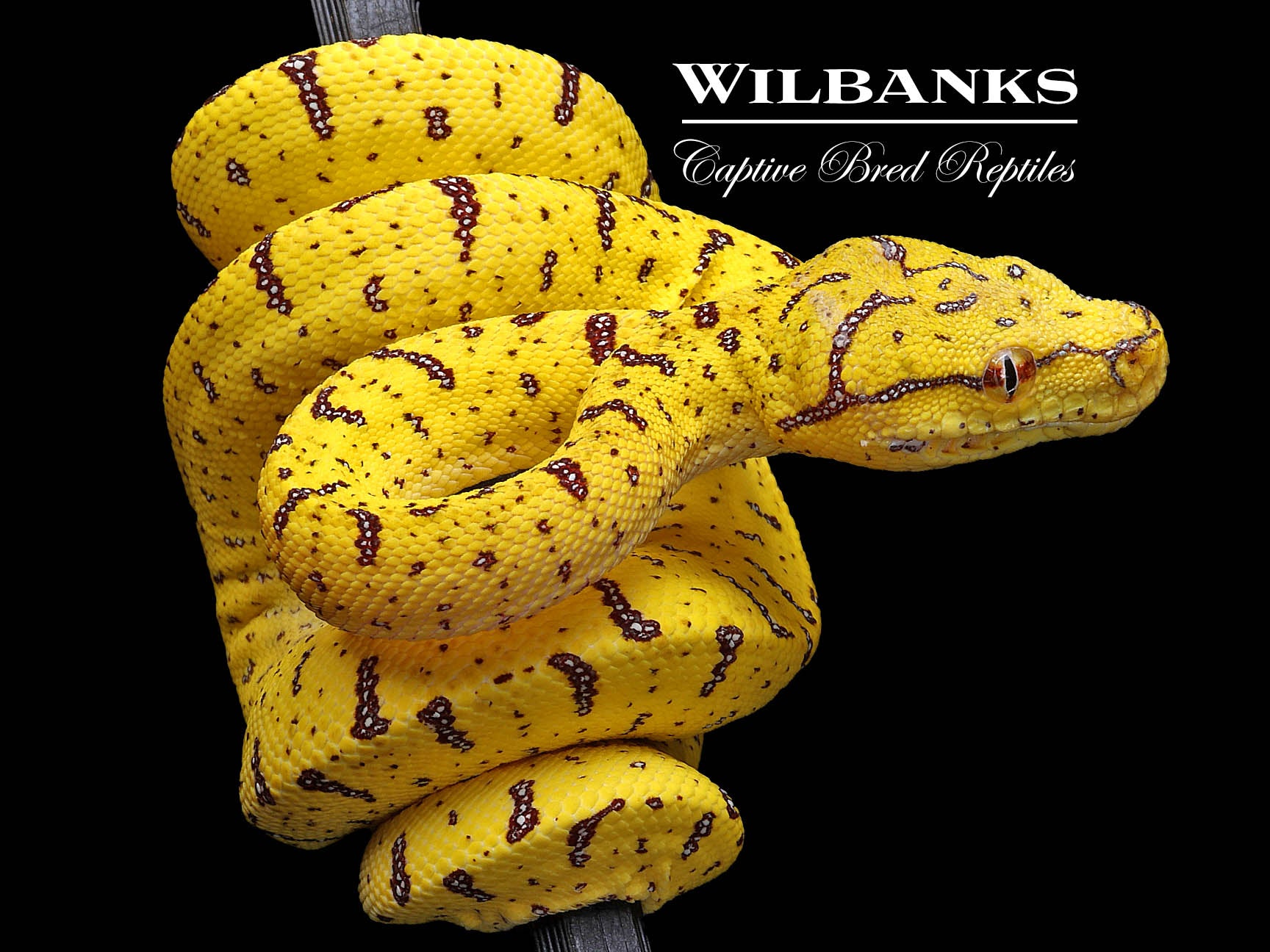 USCBB Green Tree Python (Merauke X Lereh) '24 – Wilbanks Captive Bred ...