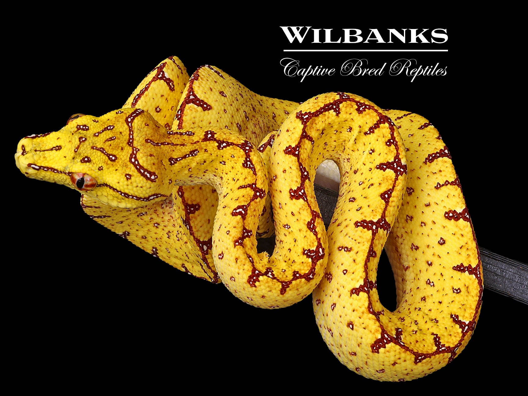 USCBB Jayapura Green Tree Python '24 – Wilbanks Captive Bred Reptiles