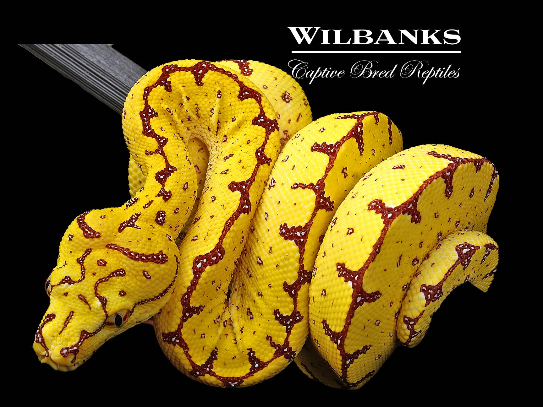 USCBB Jayapura Green Tree Python '24 – Wilbanks Captive Bred Reptiles