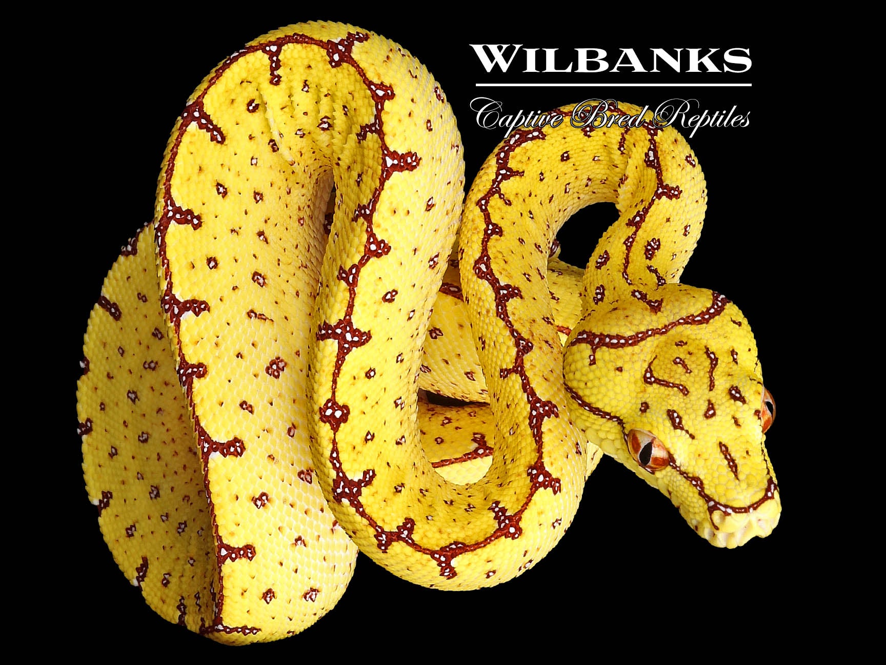 USCBB Jayapura Green Tree Python '24 – Wilbanks Captive Bred Reptiles