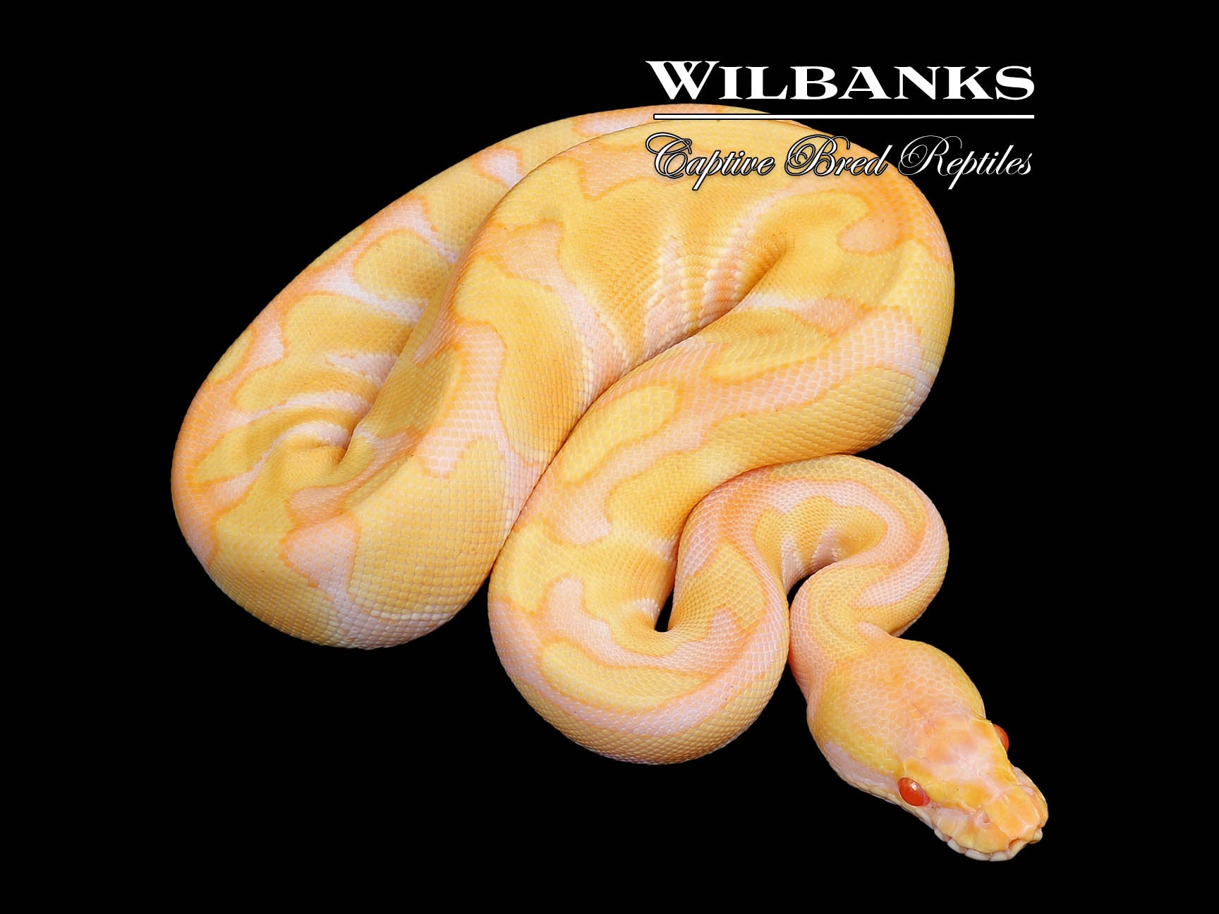 Albino Enchi Ball Python ♀ '25 – Wilbanks Captive Bred Reptiles