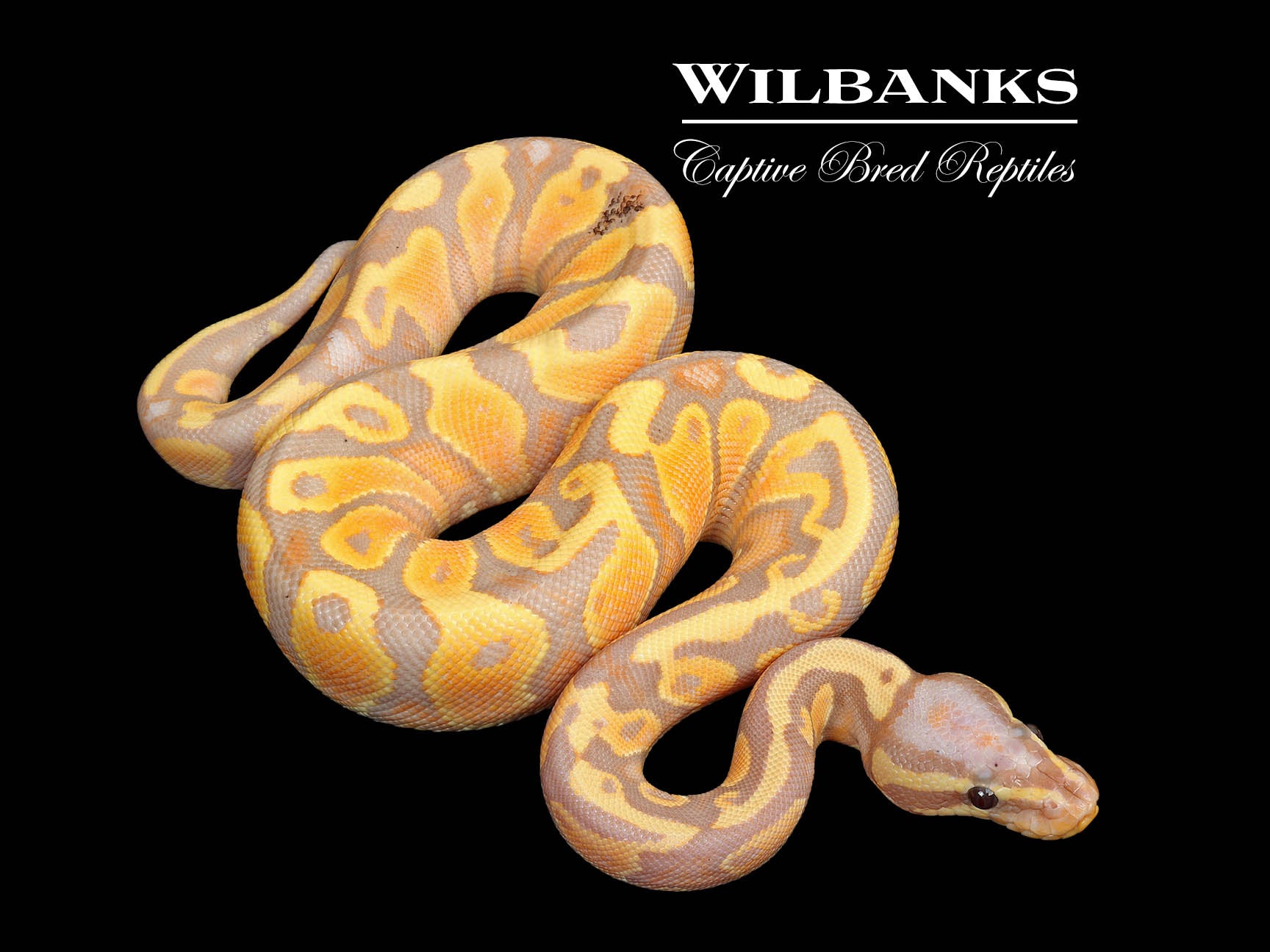 Banana Yellow Belly Ball Python ♀ '25 – Wilbanks Captive Bred Reptiles