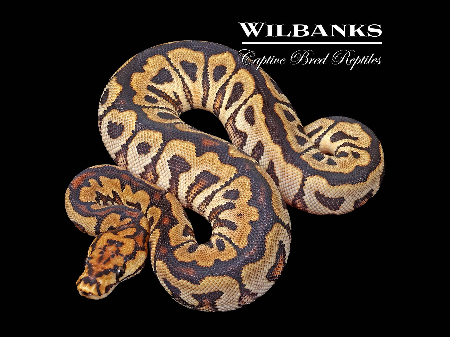 Spotnose Red Stripe Clown Ball Python ♀ '25 – Wilbanks Captive Bred ...