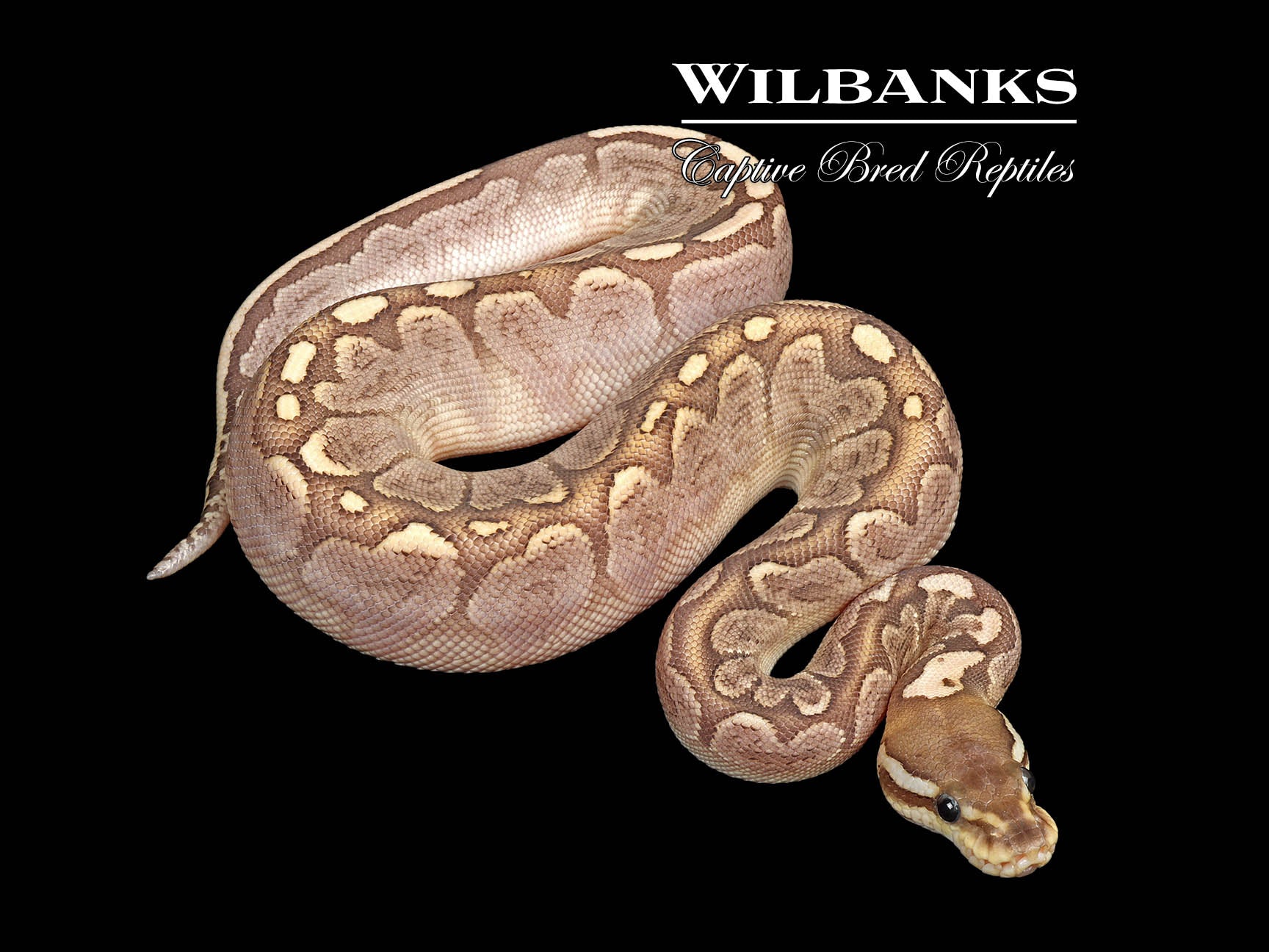 Bamboo Black Pastel Ball Python ♀ '25 – Wilbanks Captive Bred Reptiles