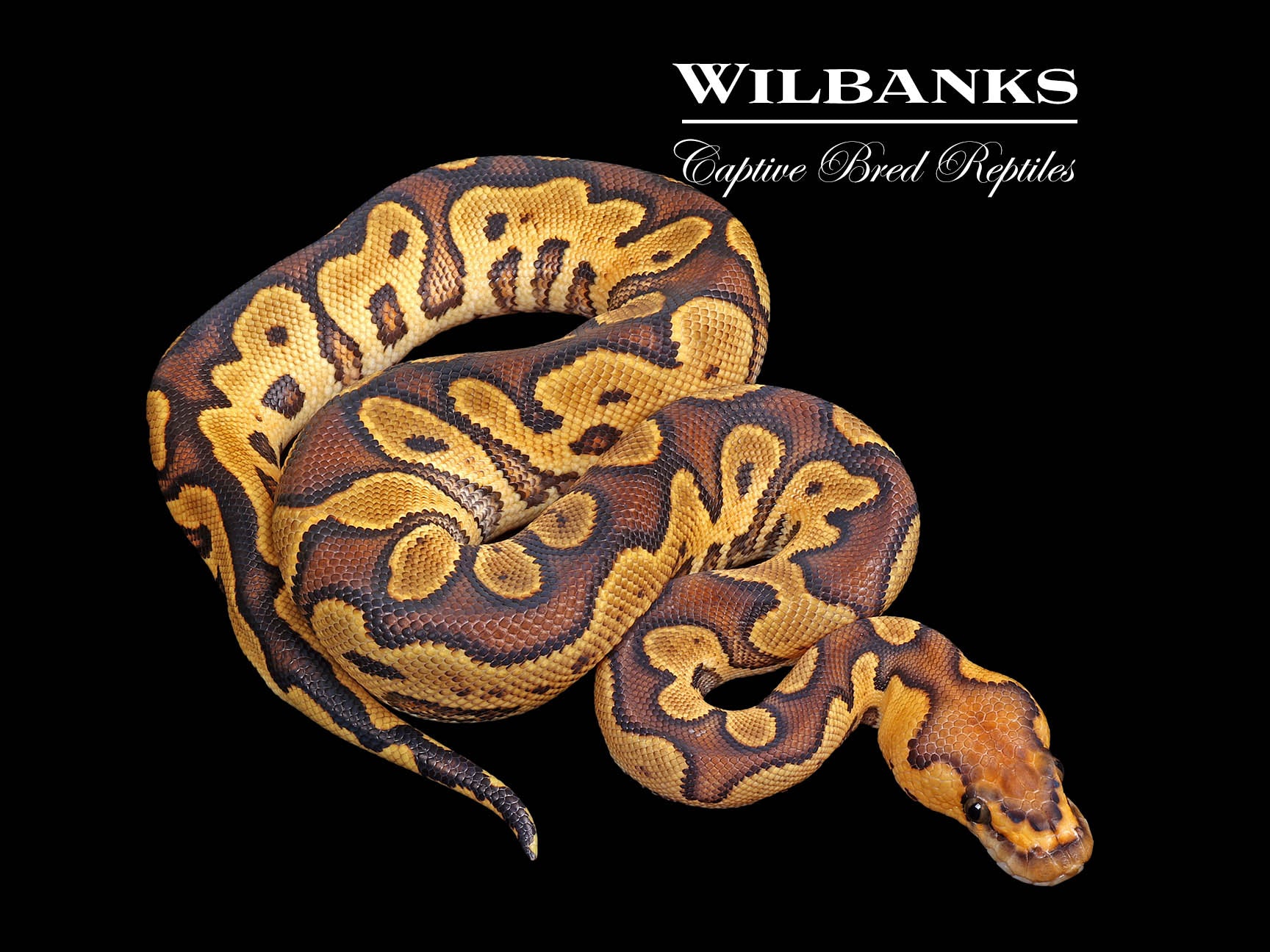 GHI Yellow Belly Clown Ball Python ♂ '25 – Wilbanks Captive Bred Reptiles