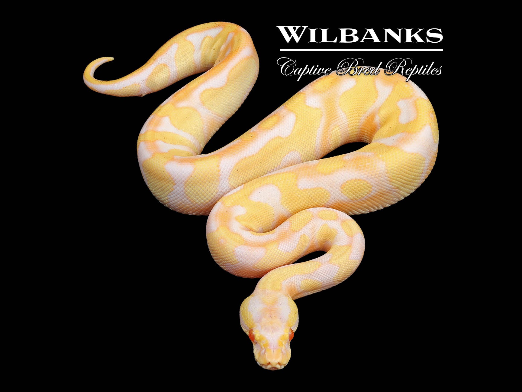 Enchi Blackhead Albino Pastel Ball Python ♀ '24 – Wilbanks Captive Bred ...