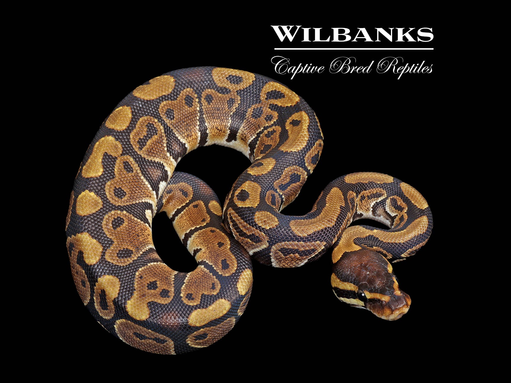100% Het. Sunset Ball Python ♀ '25 – Wilbanks Captive Bred Reptiles