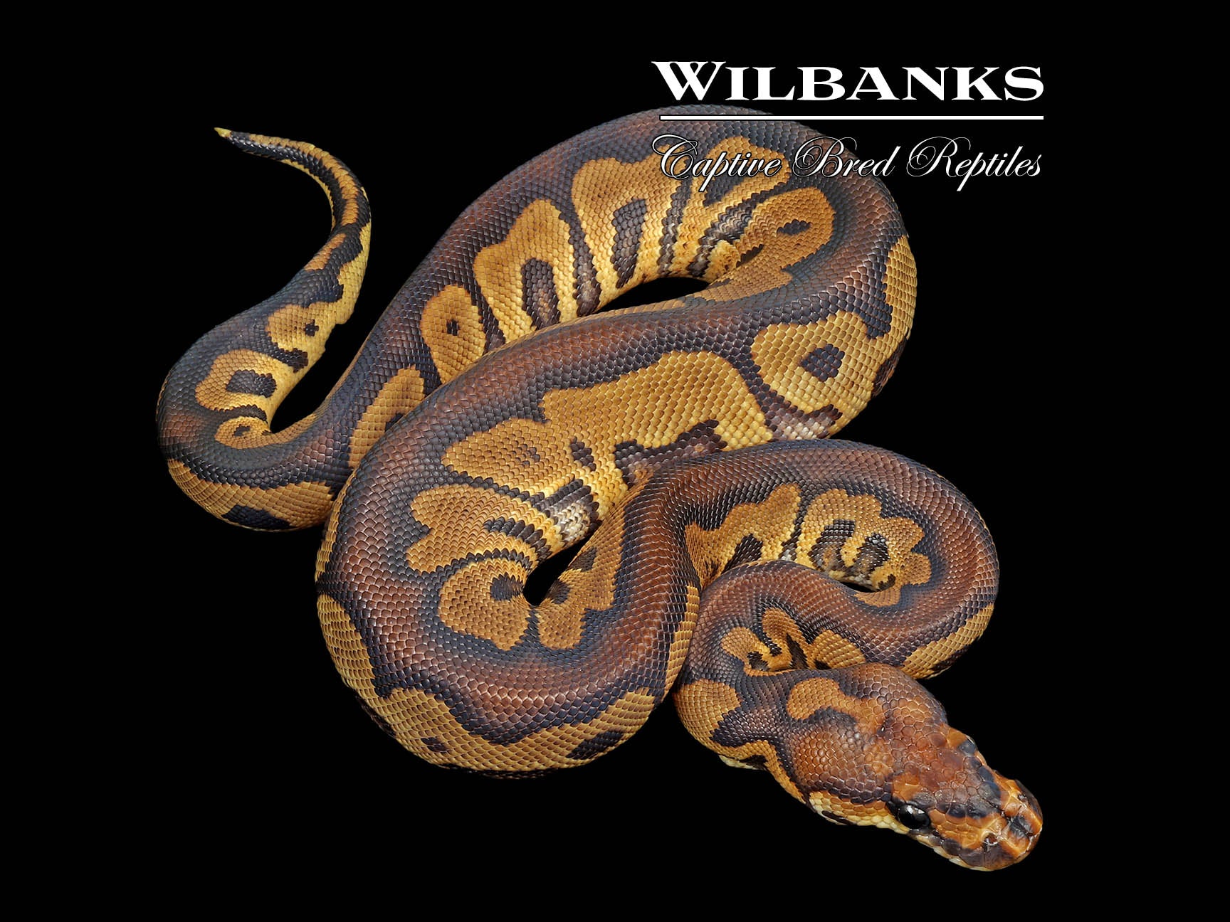 Sable Clown Ball Python ♀ '25 – Wilbanks Captive Bred Reptiles