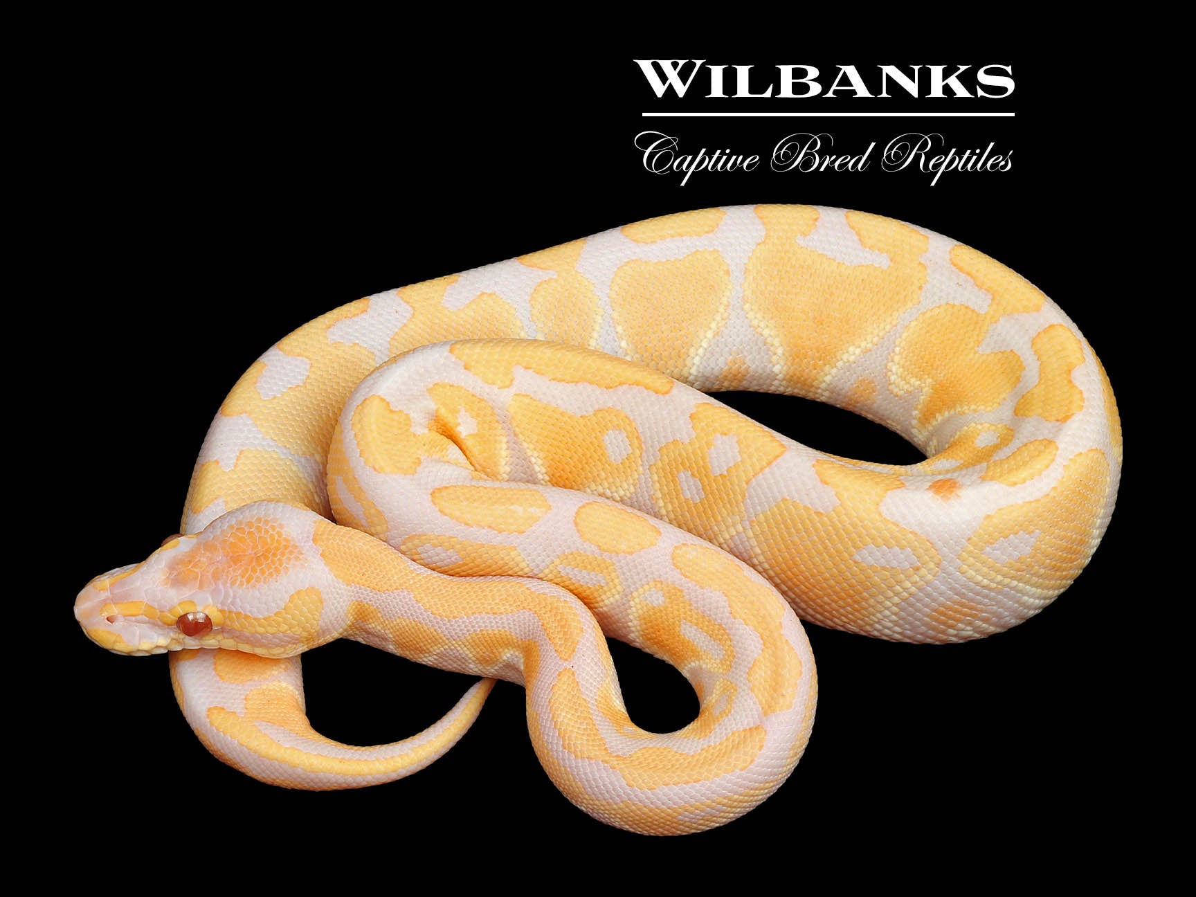 Lavender Albino Ball Python ♀ '24 – Wilbanks Captive Bred Reptiles
