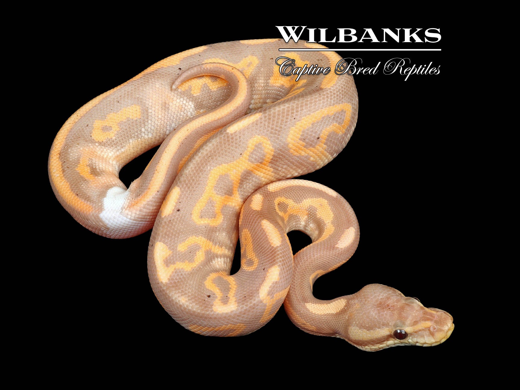 Banana Cinnamon Leopard Ball Python ♂ '24 – Wilbanks Captive Bred Reptiles