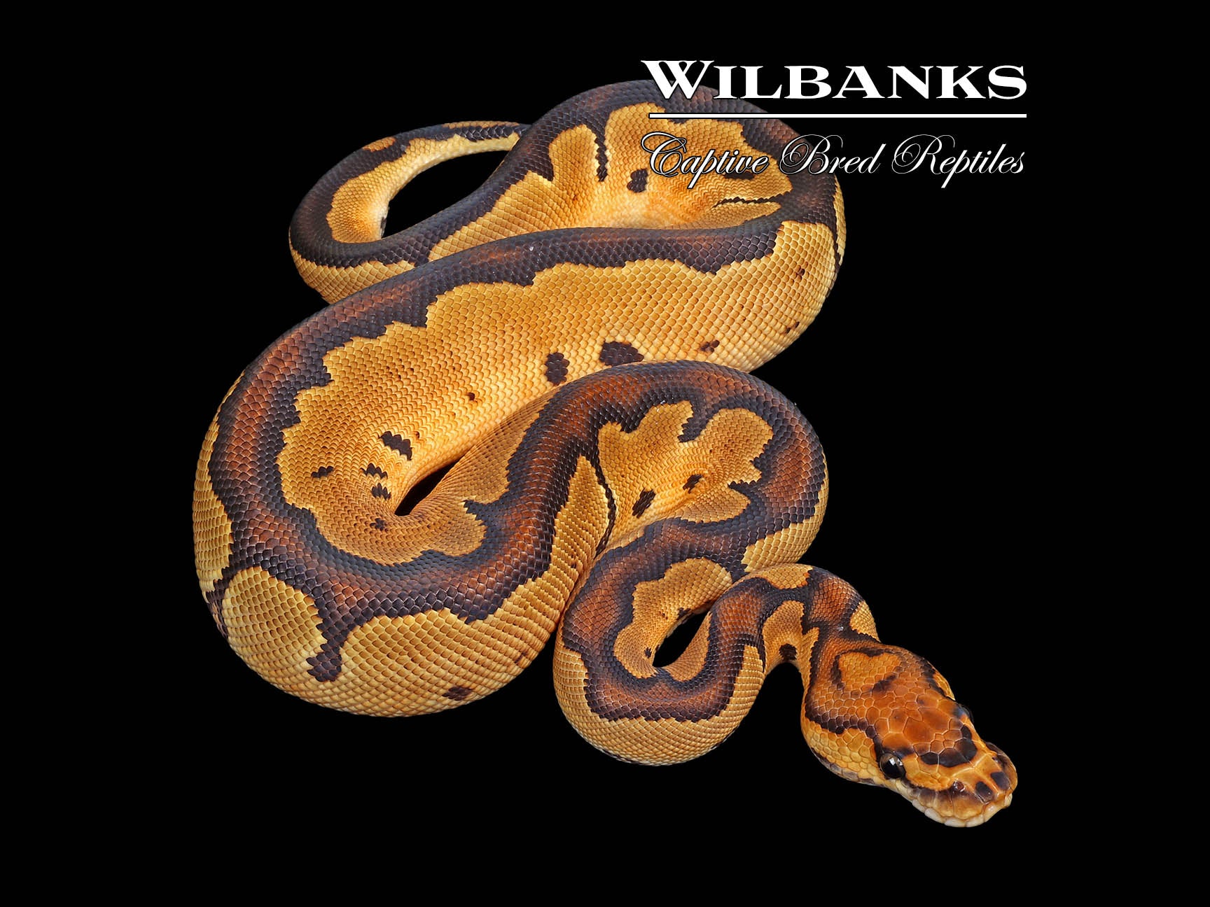 Clown Ball Python ♀ '25 – Wilbanks Captive Bred Reptiles
