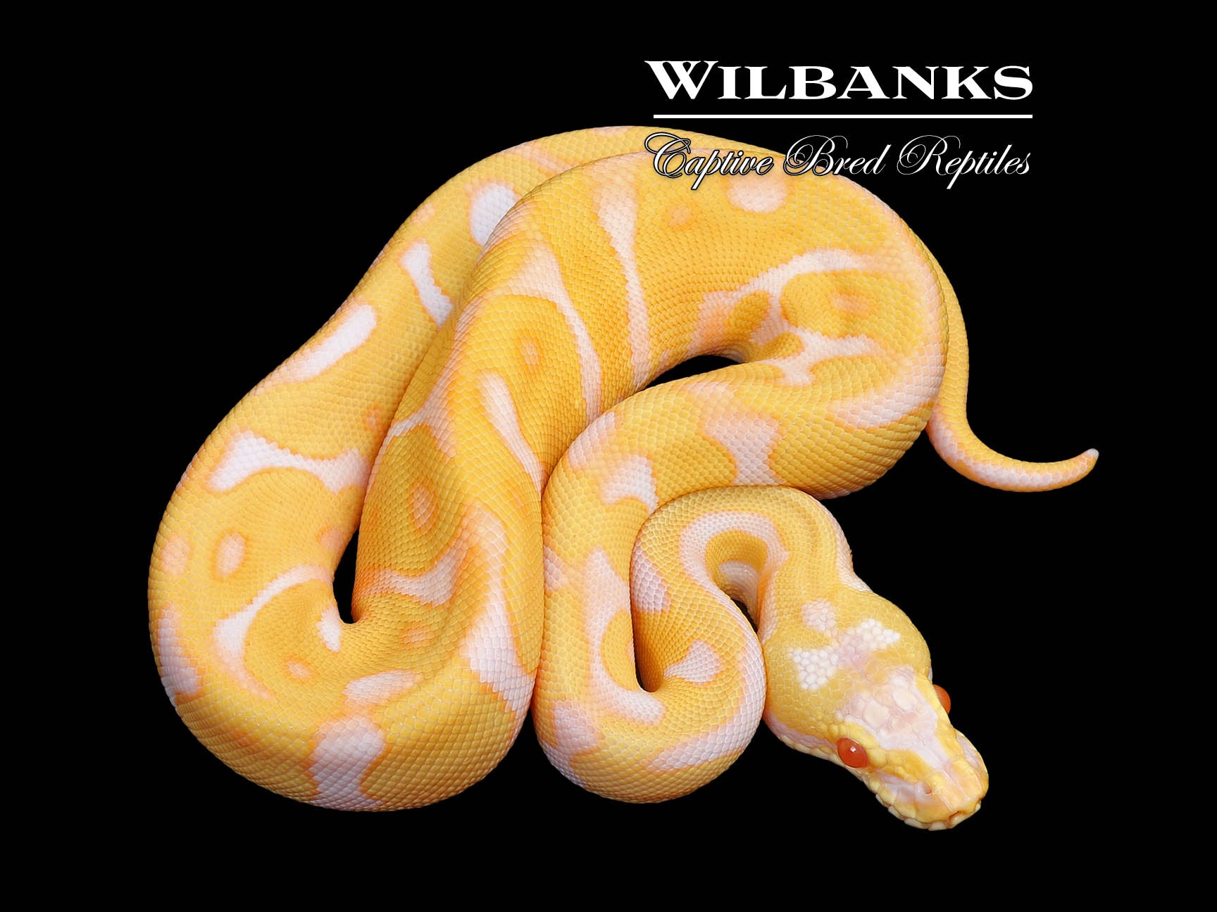 Albino Pastel Enchi Leopard Ball Python ♂ '25 – Wilbanks Captive Bred ...