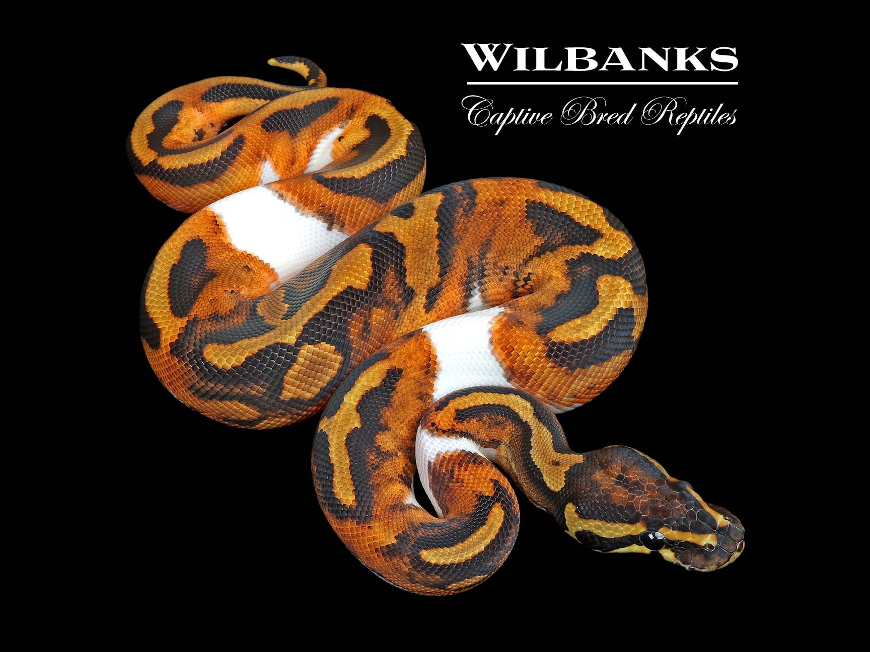 Pied 100% Het. Lavender Albino Ball Python ♂ '25 – Wilbanks Captive ...