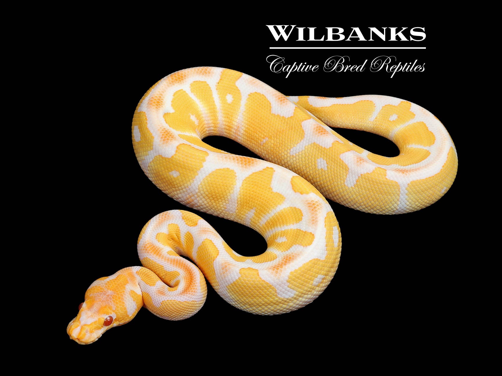 Grail (Lavender Clown) Ball Python ♂ '25 – Wilbanks Captive Bred Reptiles
