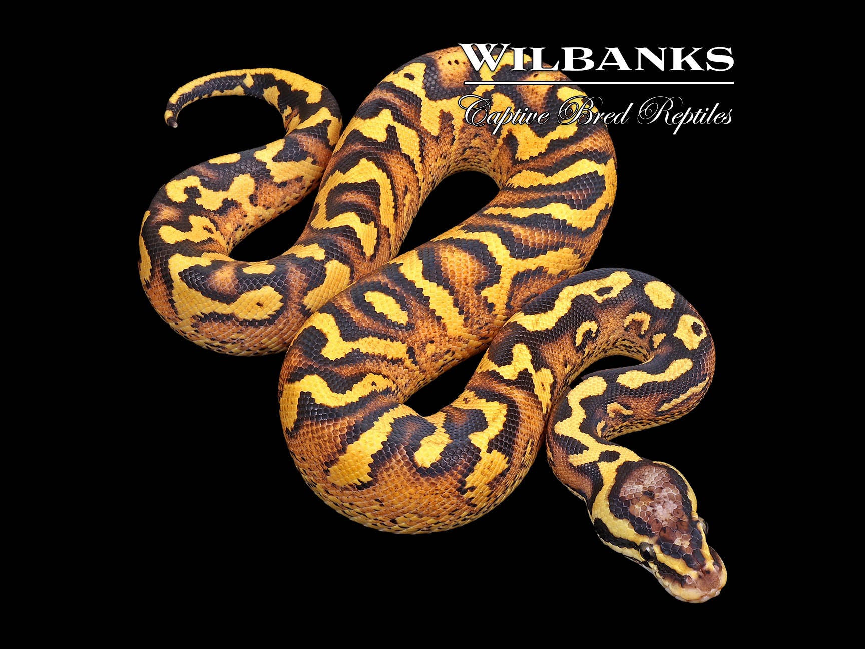 Pastel Super Asphalt Ball Python ♂ '25 – Wilbanks Captive Bred Reptiles