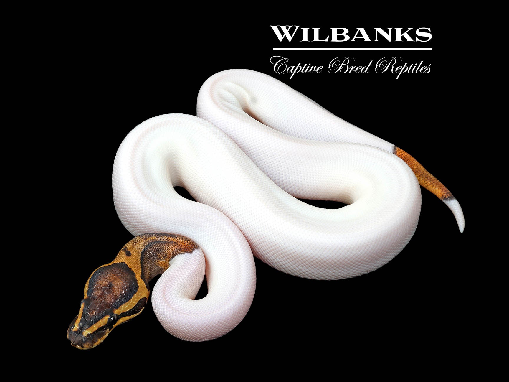 Pied 100% Het. Lavender Albino Ball Python ♀ '25 – Wilbanks Captive ...
