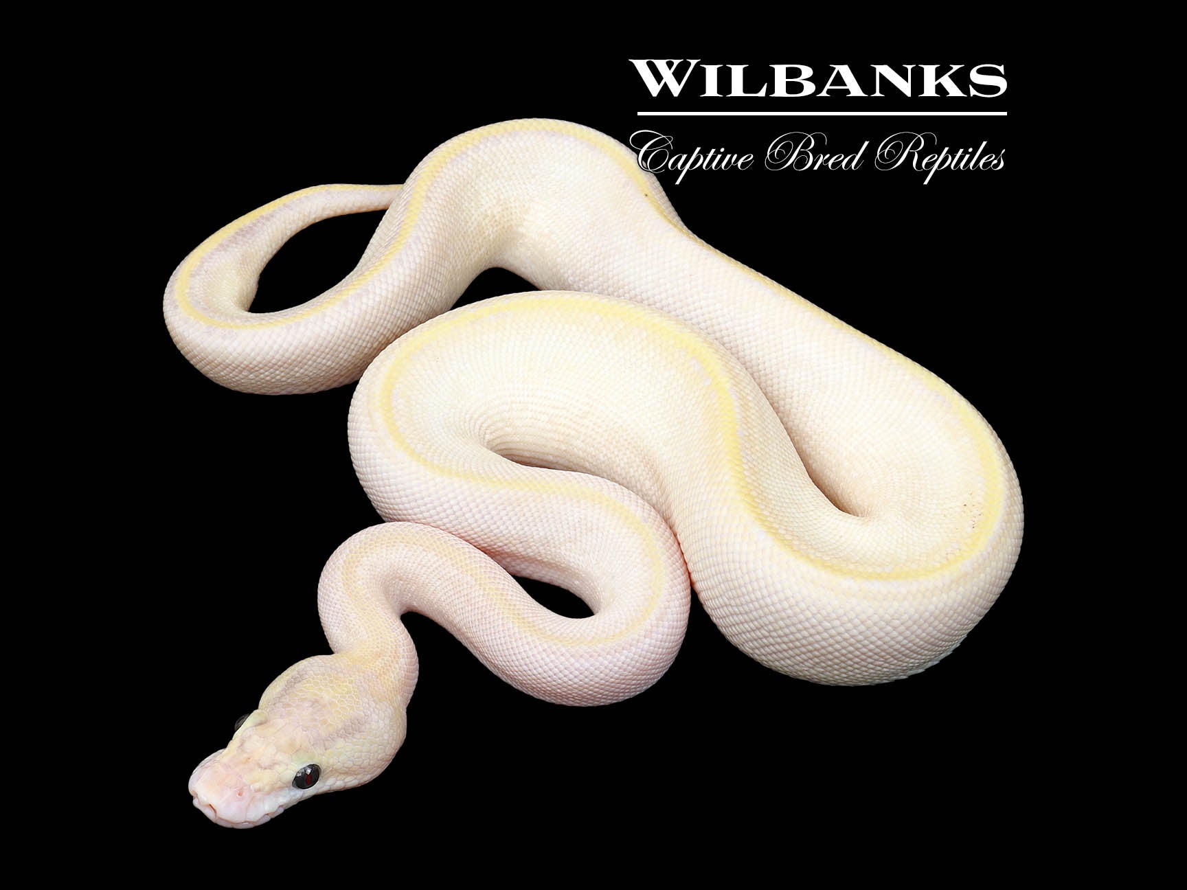 Butter Ivory Ball Python ♀ '25 – Wilbanks Captive Bred Reptiles