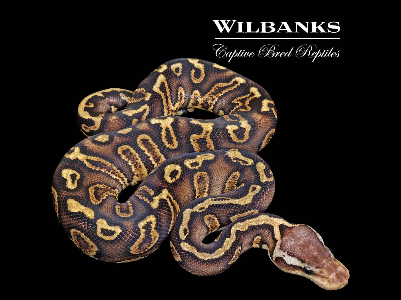 GHI Pastel Mahogany 100% Het. Clown Ball Python ♂ '25 – Wilbanks ...