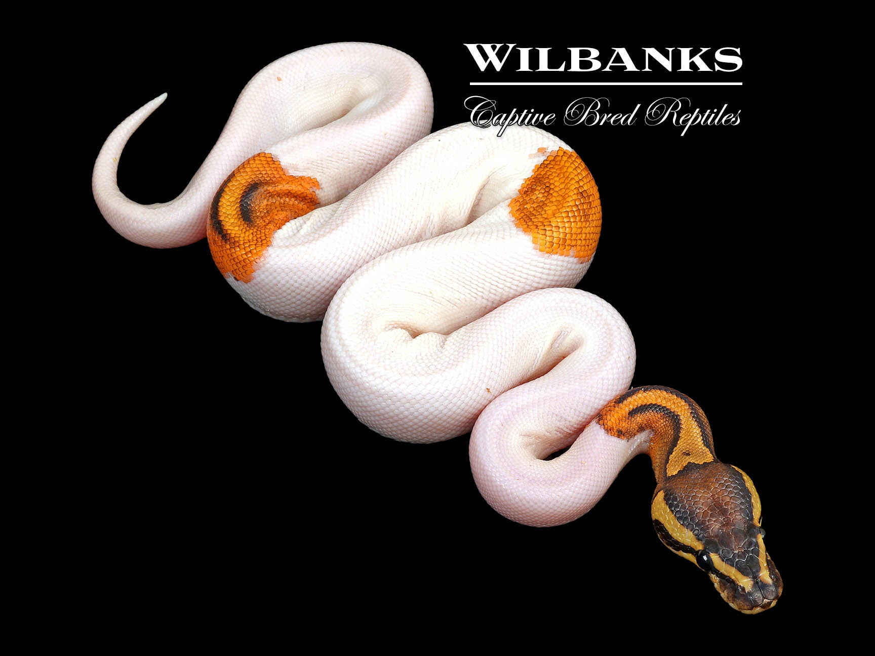 Sugar Blackhead Pied 100% Het. Lavender Albino Ball Python ♀ '25 ...