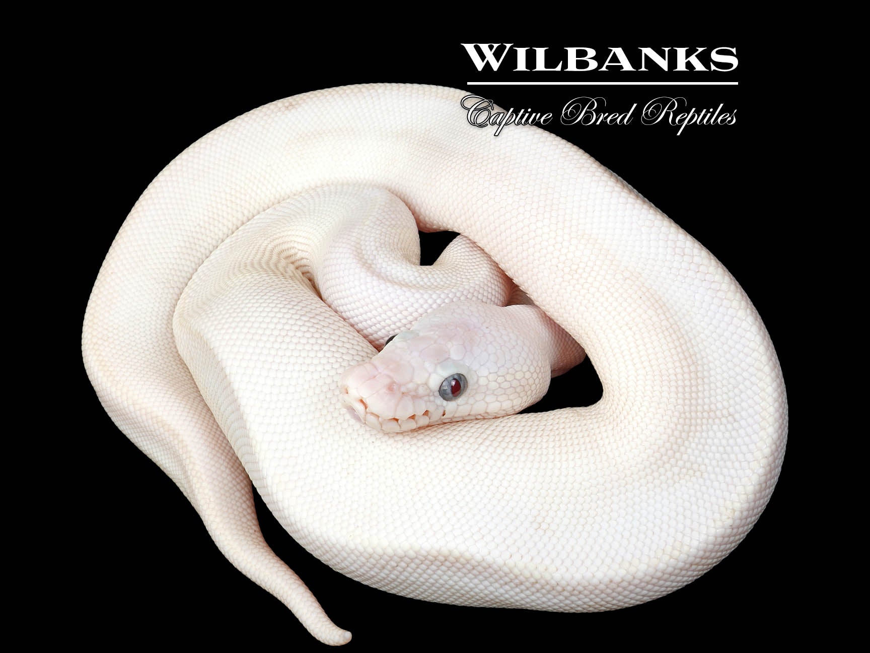 Blue Eyed Leucistic (Mojave Butter) Ball Python ♀ '25 – Wilbanks ...