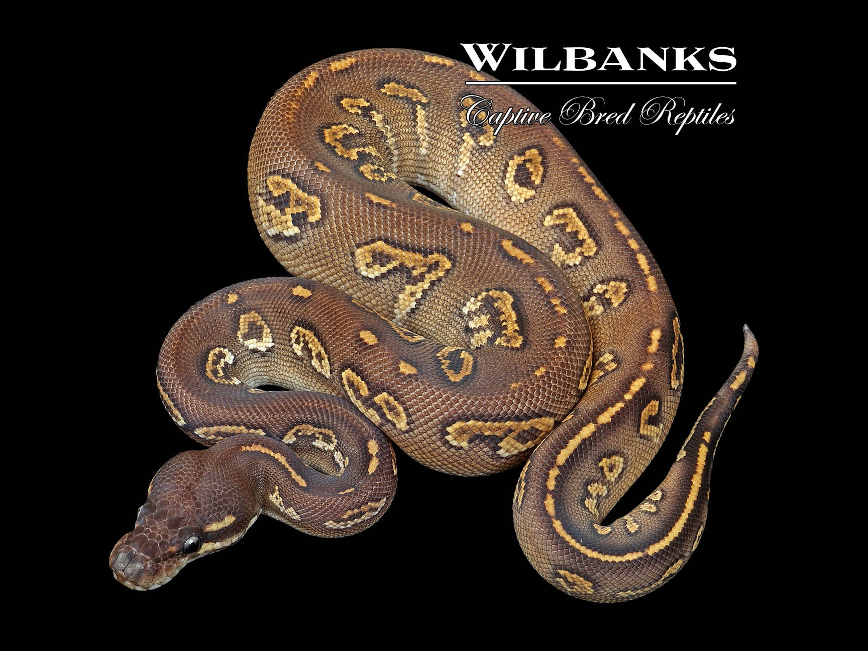 Blackhead Black Pastel Mojave Granite Ball Python ♀ '25 – Wilbanks ...